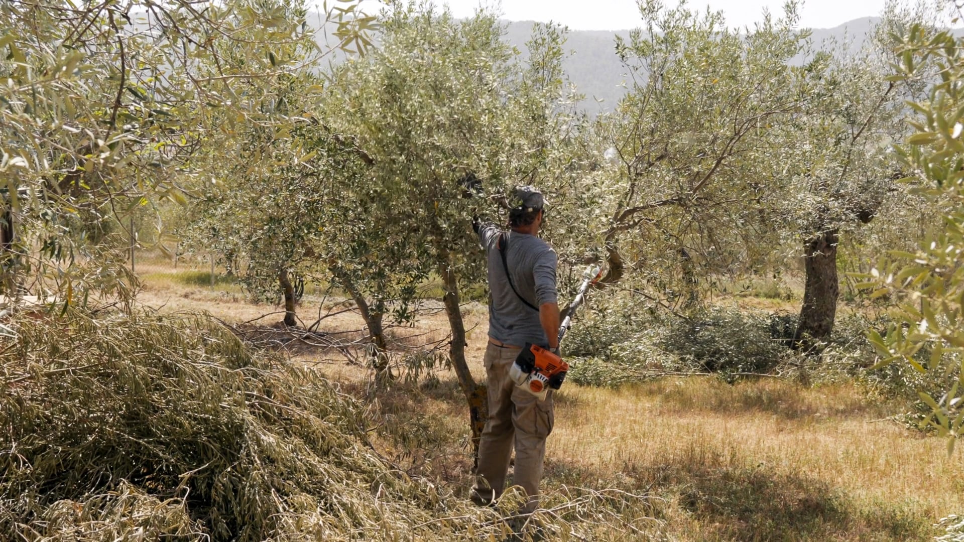 PARTS OF YOUR FUTURE CAR COULD BE MADE FROM OLIVE TREESPARTS OF YOUR ...