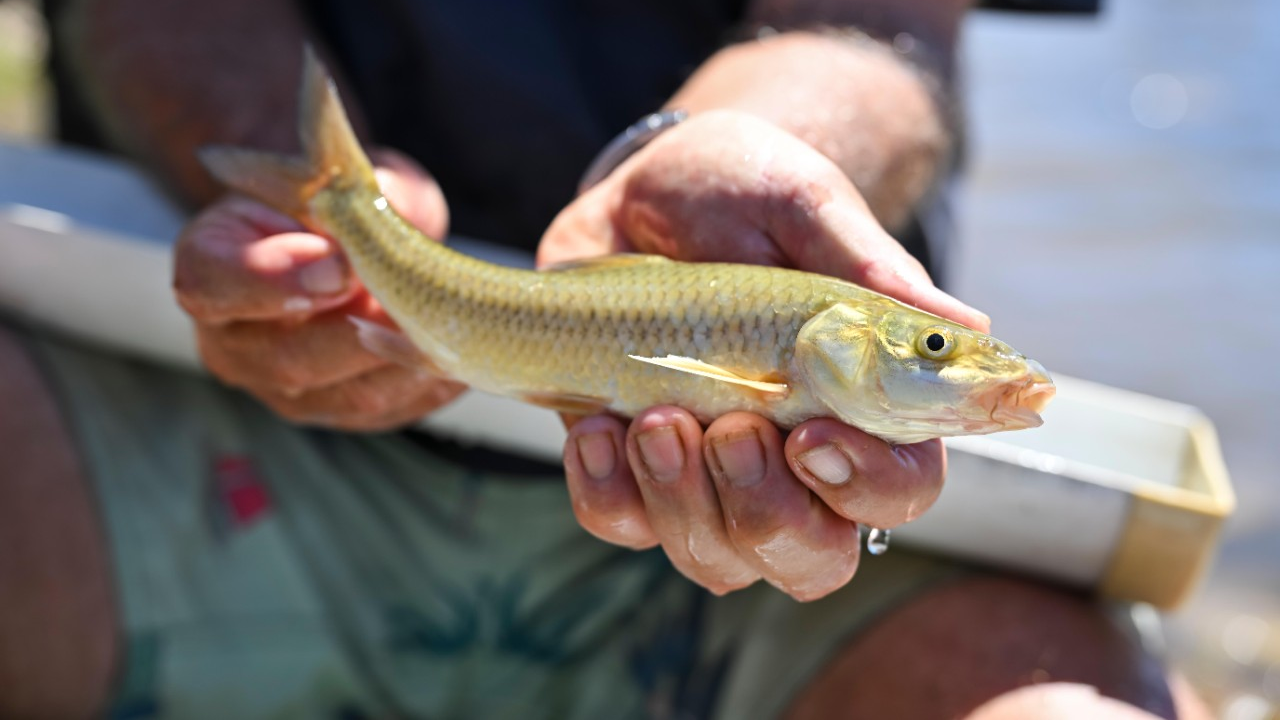 FWF Drives the Return of the Witvis to the Berg River | South Africa ...